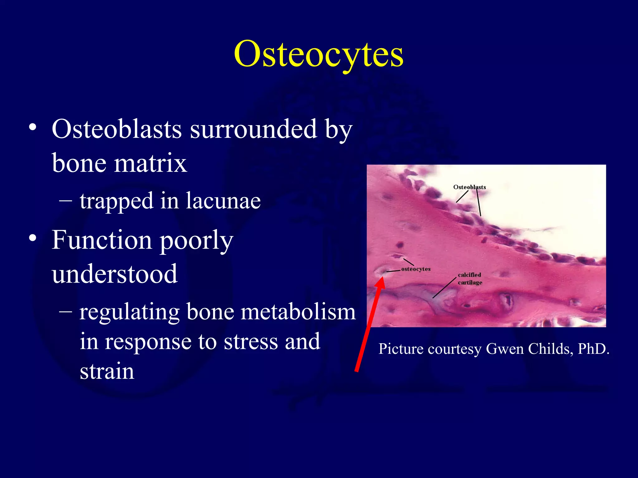 G07 biology of bone repair | PPT