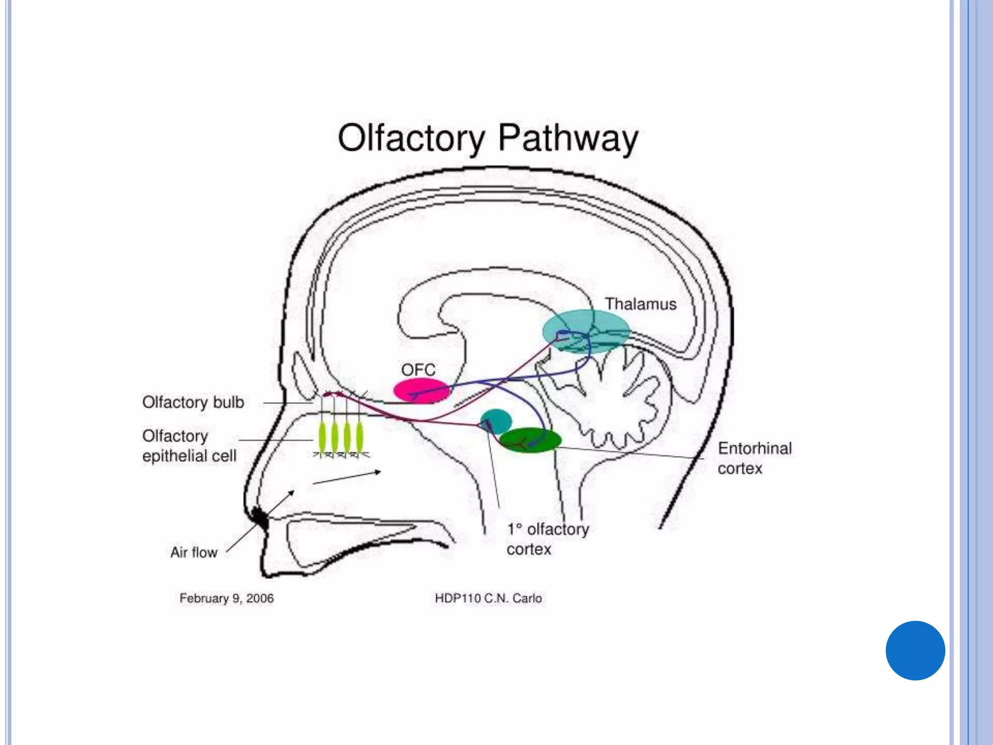 olfaction.pptx