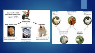 G1 - Genetic Improvement in Poultry..pptx