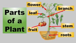 PARTS OF A PLANT GRADE 1 LESSON PLAN PRESENTATION | PPTX