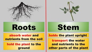 PARTS OF A PLANT GRADE 1 LESSON PLAN PRESENTATION | PPTX