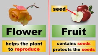PARTS OF A PLANT GRADE 1 LESSON PLAN PRESENTATION | PPTX
