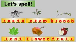 PARTS OF A PLANT GRADE 1 LESSON PLAN PRESENTATION | PPTX