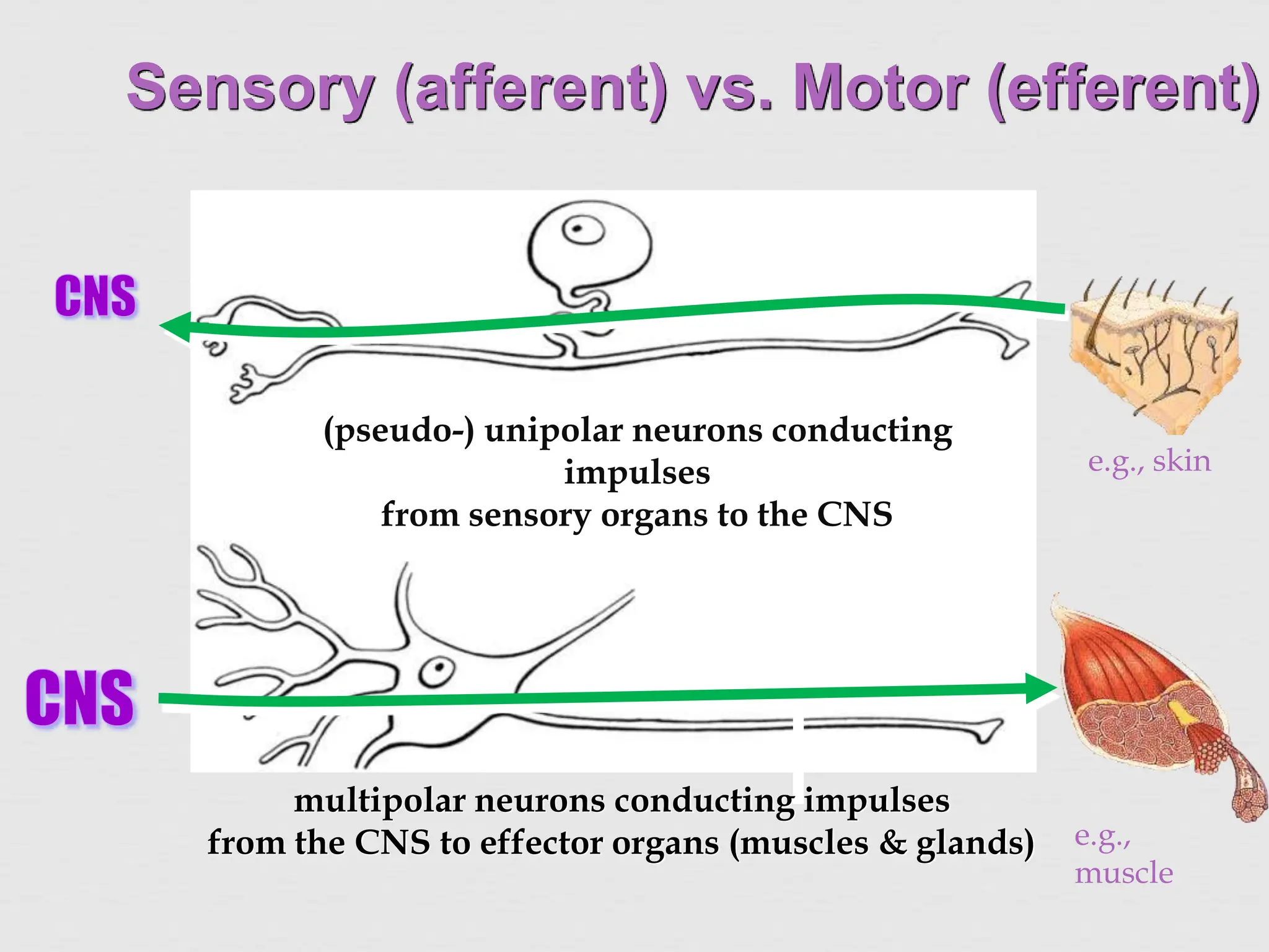 G10-Science-Q3-Week-3-Nervous-System.pptx