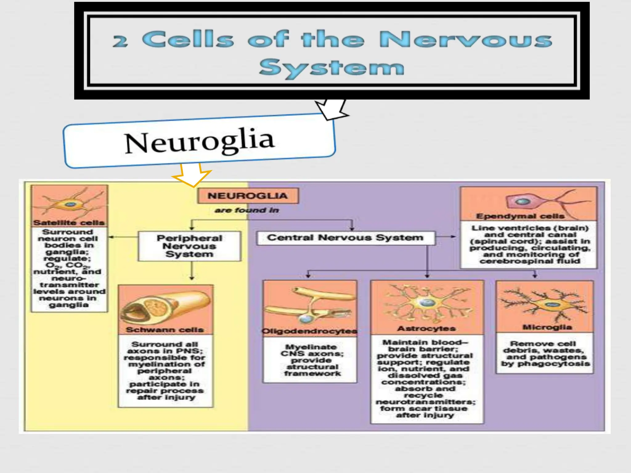 G10-Science-Q3-Week-3-Nervous-System.pptx