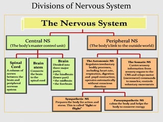 G10-Science-Q3-Week-3-Nervous-System.pptx