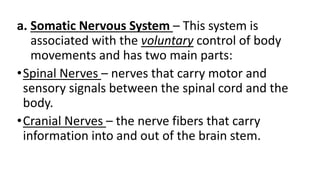 nervous system.pptx