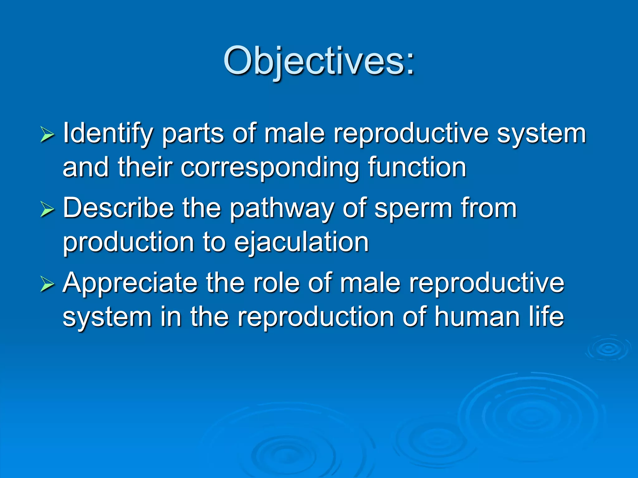 Male reproductive system ppt | PPTX