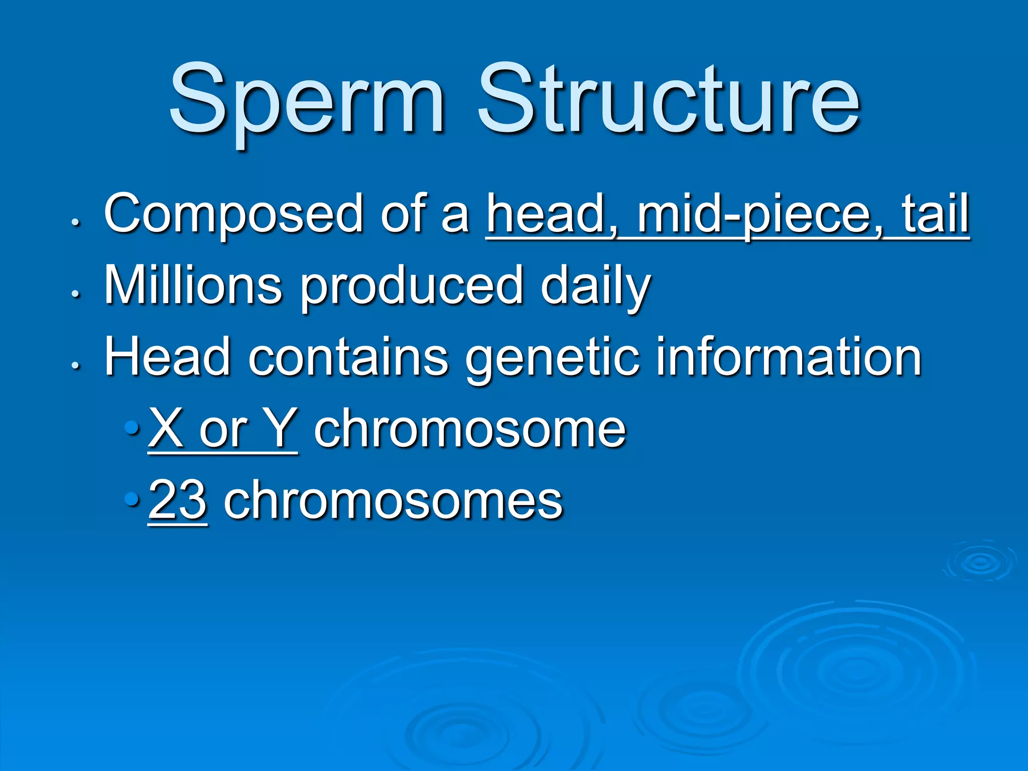 Male Reproductive System Ppt Pptx