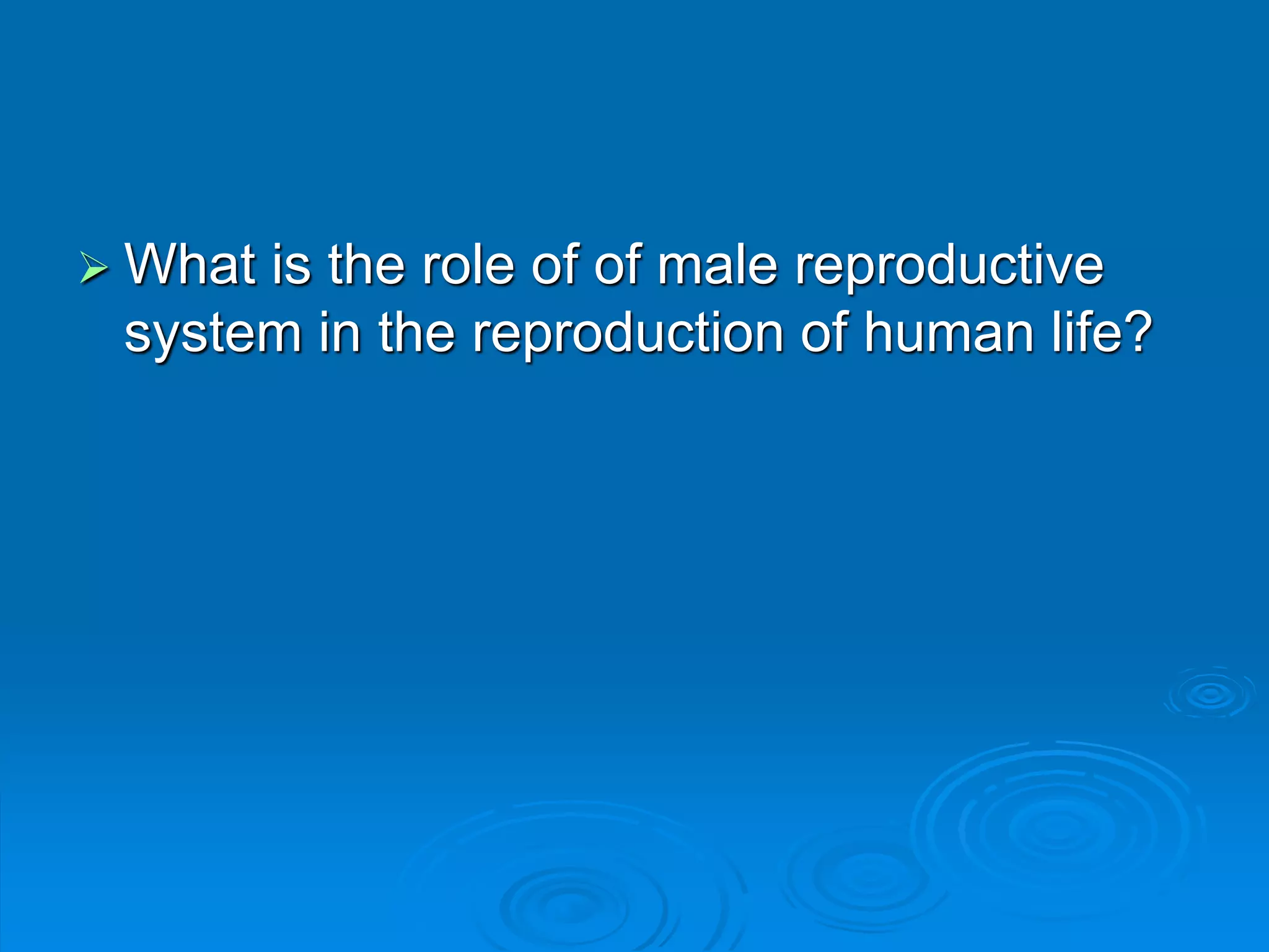 Male reproductive system ppt | PPTX
