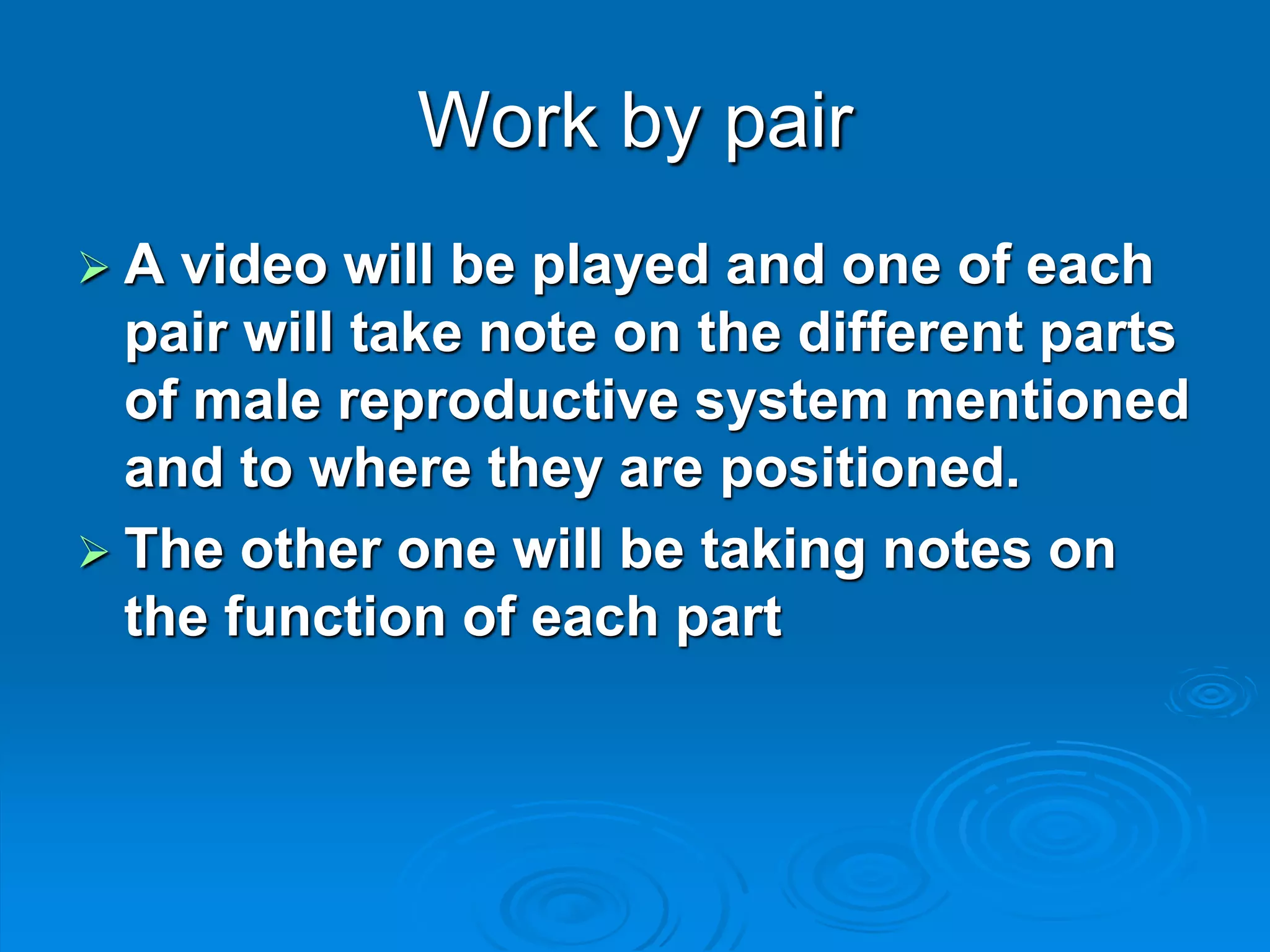 Male reproductive system ppt | PPTX