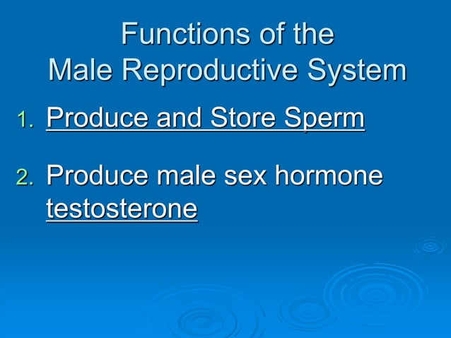Male reproductive system ppt | PPTX | Infertility | Reproductive Health