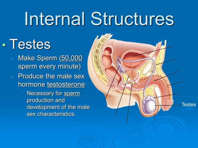 Male reproductive system ppt | PPTX | Infertility | Reproductive Health