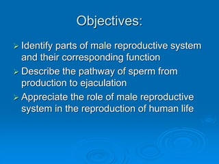 Male reproductive system ppt | PPTX