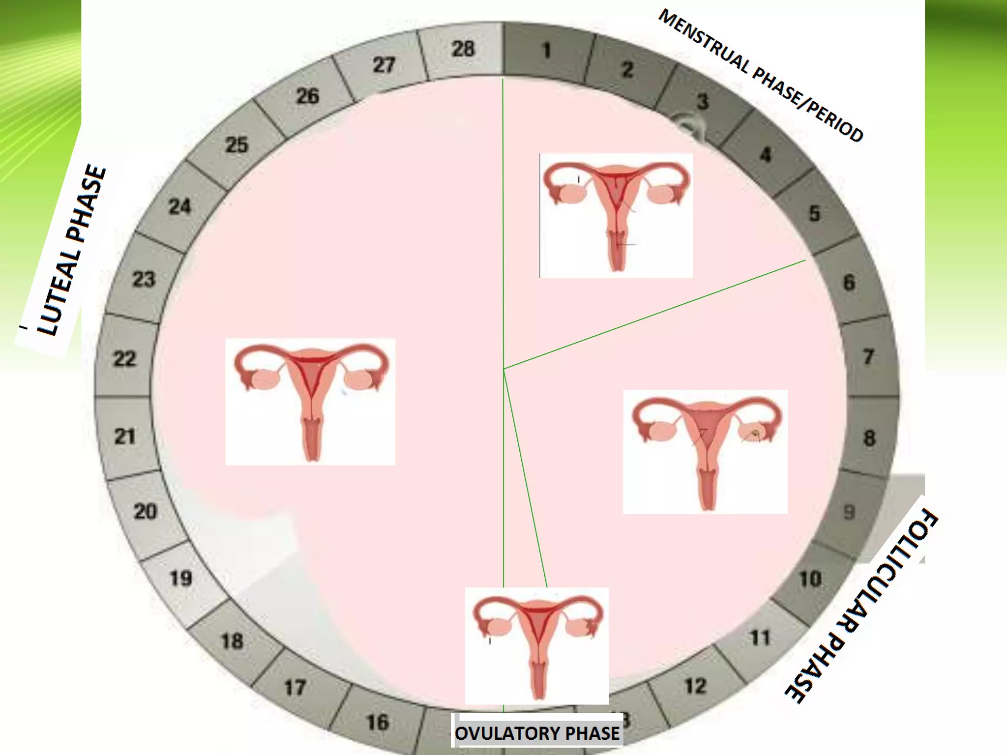 G10 menstrual cycle ppt | PPT