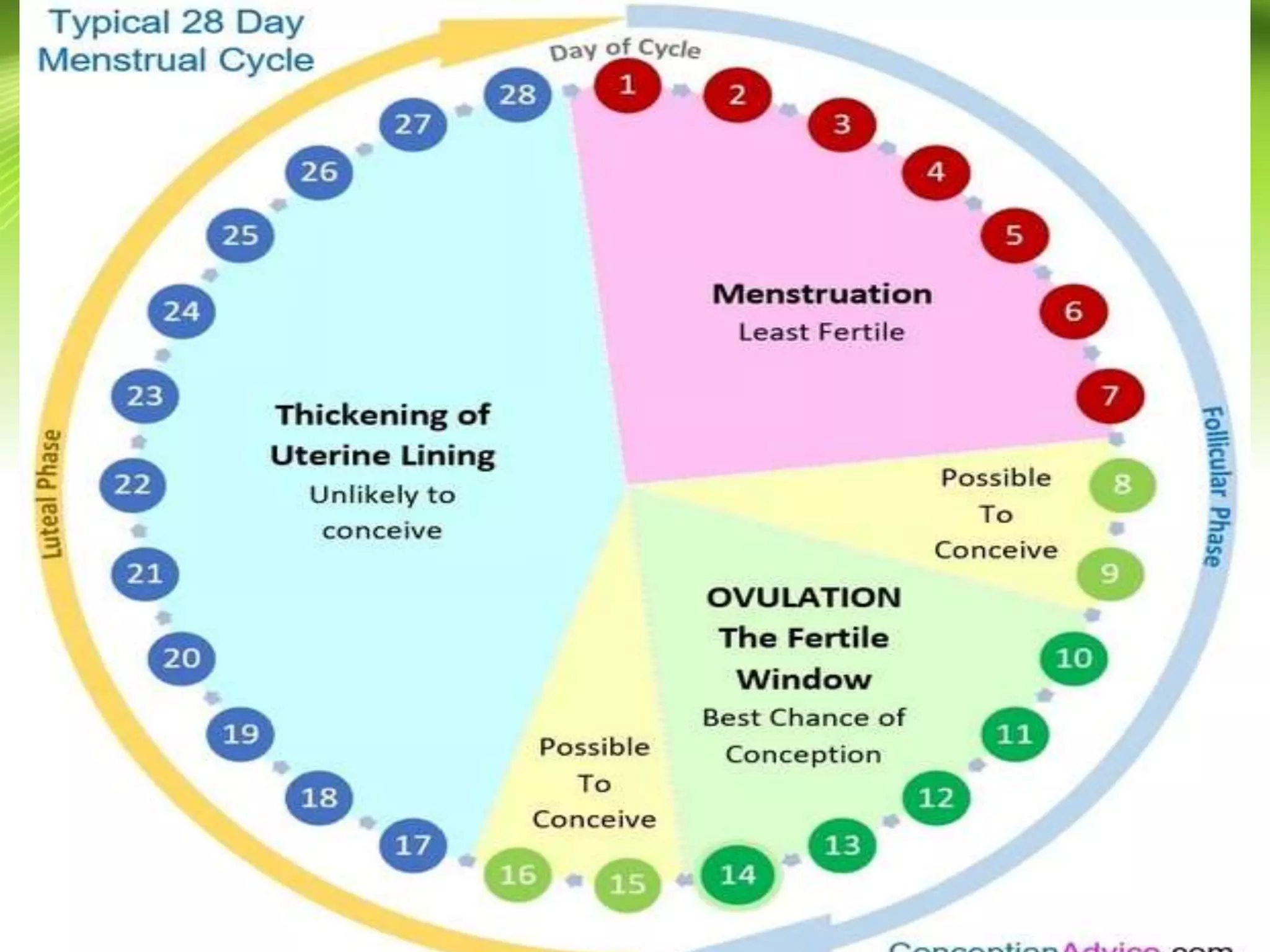 G10 menstrual cycle ppt | PPT