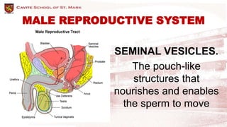 Male Reproductive System | PPTX