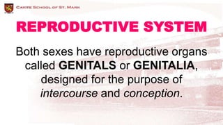 Male Reproductive System | PPTX