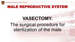 Male Reproductive System | PPTX