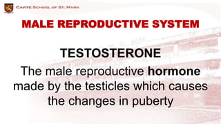 Male Reproductive System | PPTX