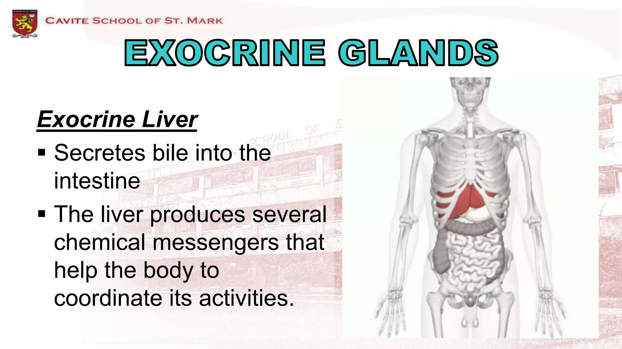 Endocrine System and Exocrine Glands | PPTX