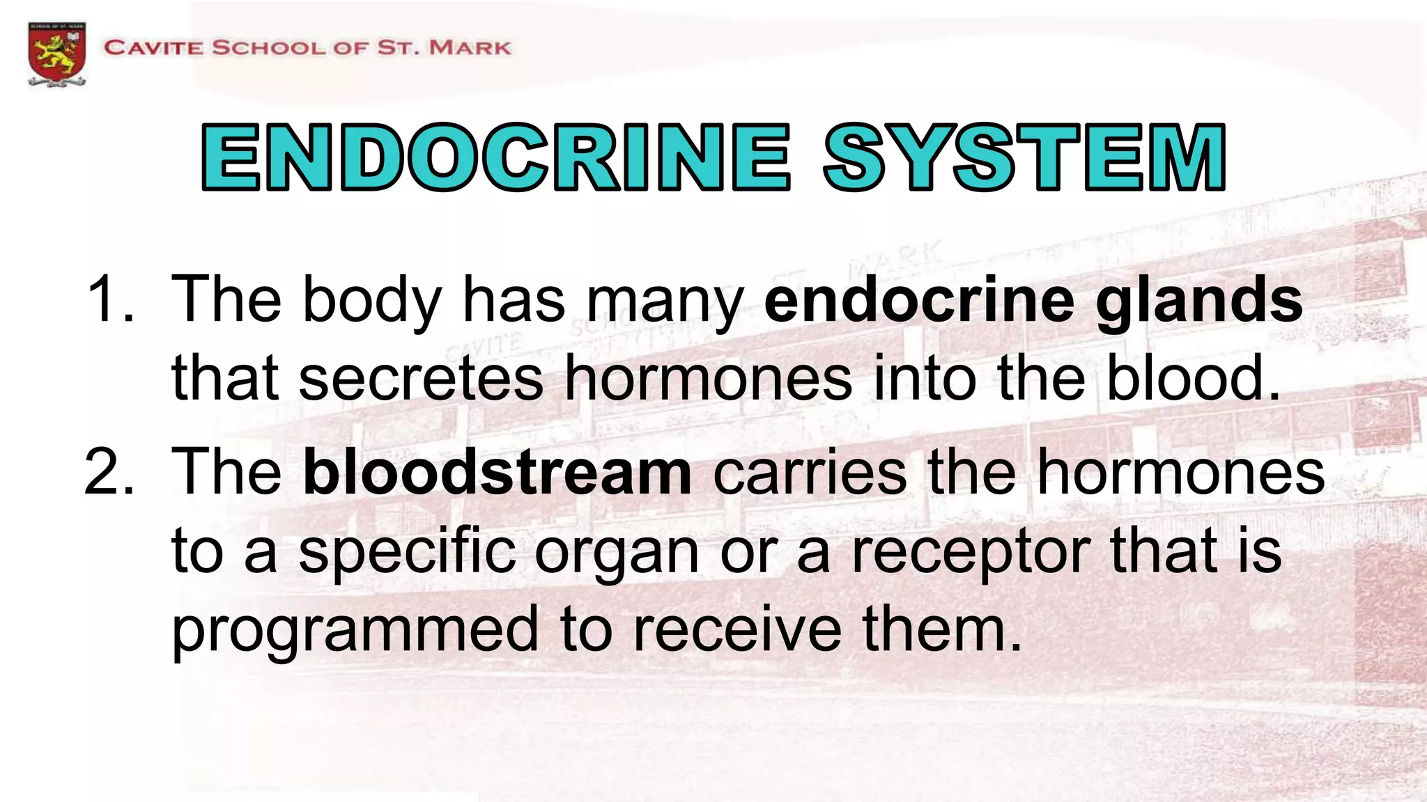 Endocrine System And Exocrine Glands Ppt