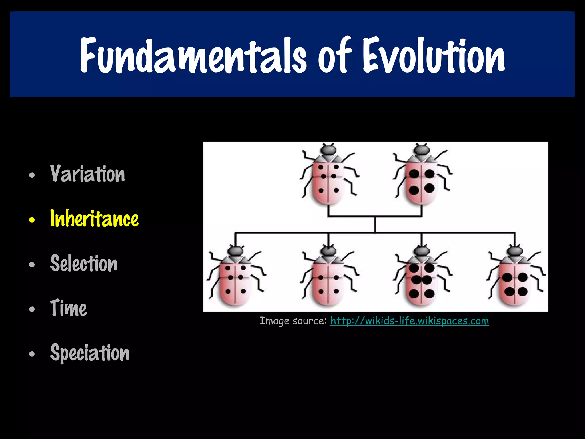 Grade 10 Evolution | PPT