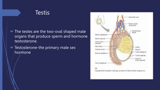 G10 Science Q3- Week 1- Male Reproductive System (1).pptx