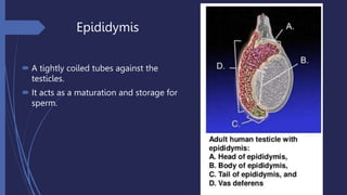 G10 Science Q3- Week 1- Male Reproductive System (1).pptx
