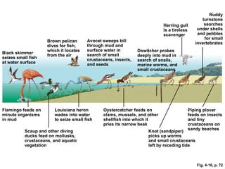 G10 Science Q3- Week 6- Occurence of Evolution.ppt