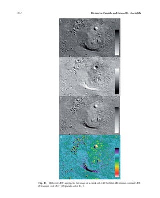GRUPO 1 : digital manipulation of bright field and florescence images ...