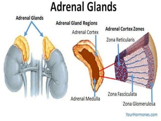 Endocrine System | PPT