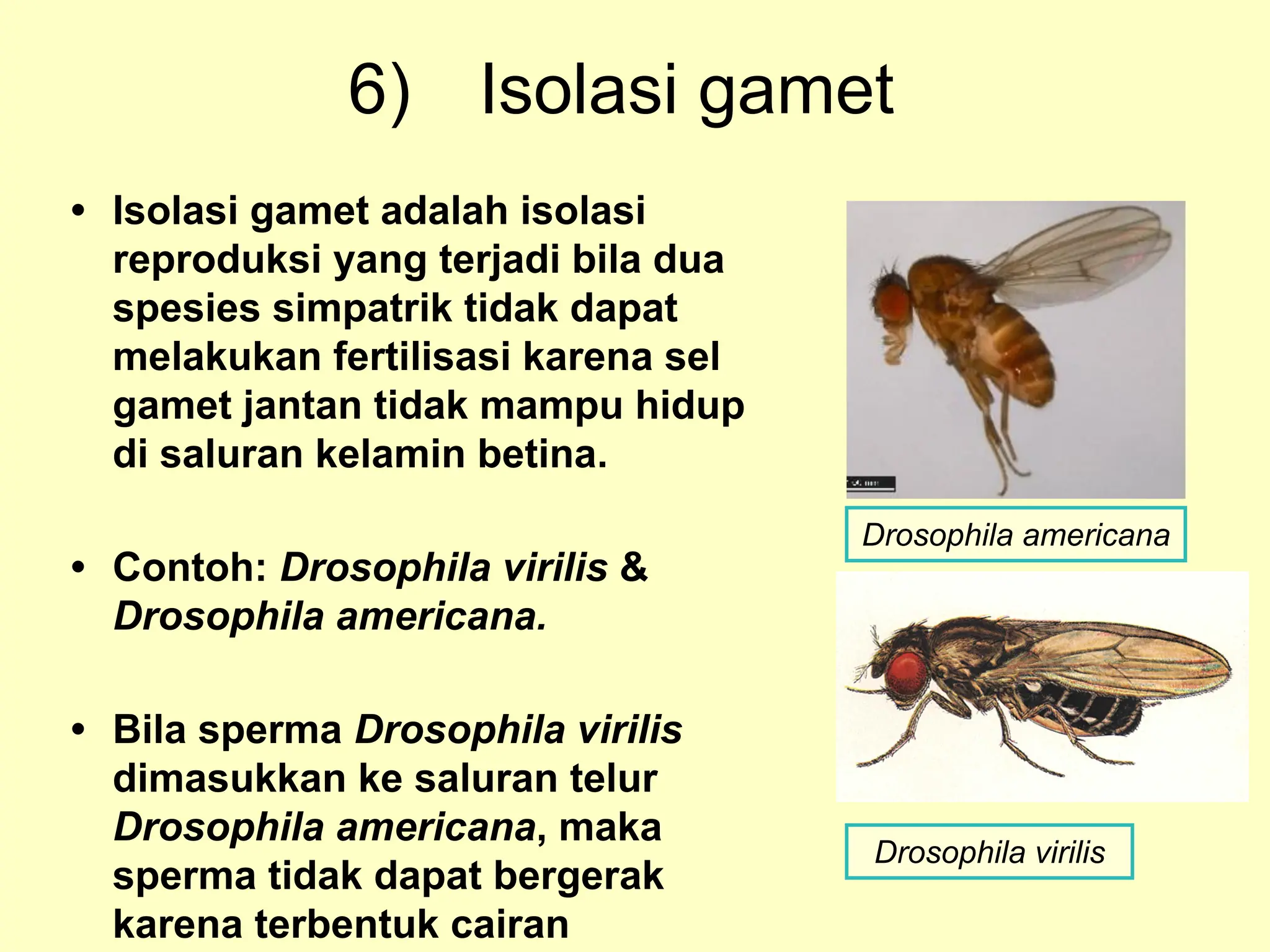 G12_S2_Evolusi.ppt evolusi kelas 12 jhfgfgf | PDF