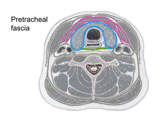 Pictures of Superficial & Deep Fascia.ppt.pdf