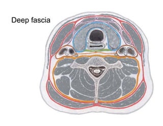 Pictures of Superficial & Deep Fascia.ppt.pdf