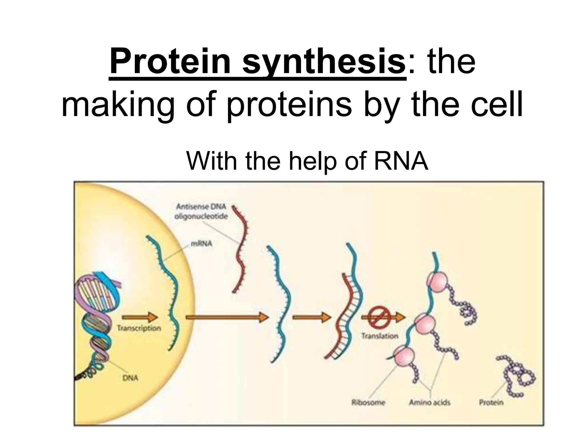 Protein-synthesis,sinh tổng hợp protein.ppt