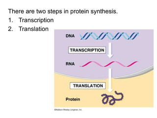 Protein-synthesis,sinh tổng hợp protein.ppt