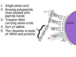 Protein-synthesis,sinh tổng hợp protein.ppt