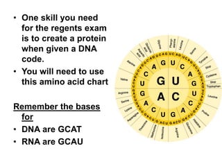 Protein-synthesis,sinh tổng hợp protein.ppt