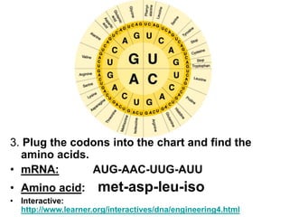 Protein-synthesis,sinh tổng hợp protein.ppt