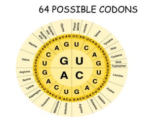 Protein-synthesis,sinh tổng hợp protein.ppt