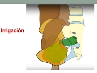 G1 ANATOMIA ARF-Dr.CASTRO.pdf
