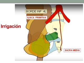 G1 ANATOMIA ARF-Dr.CASTRO.pdf