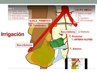 G1 ANATOMIA ARF-Dr.CASTRO.pdf
