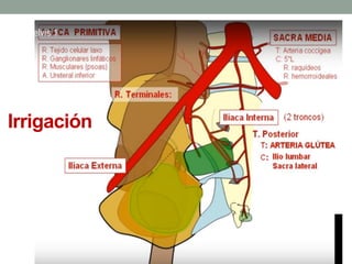 G1 ANATOMIA ARF-Dr.CASTRO.pdf