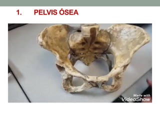 G1 ANATOMIA ARF-Dr.CASTRO.pdf