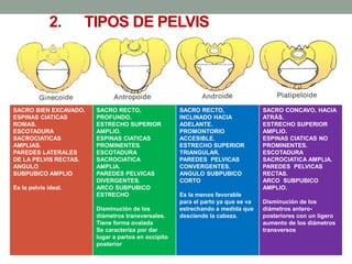G1 ANATOMIA ARF-Dr.CASTRO.pdf