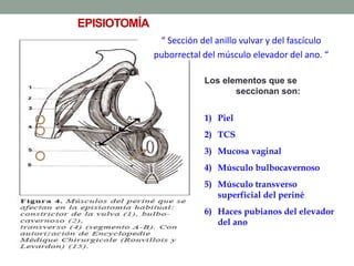 G1 ANATOMIA ARF-Dr.CASTRO.pdf