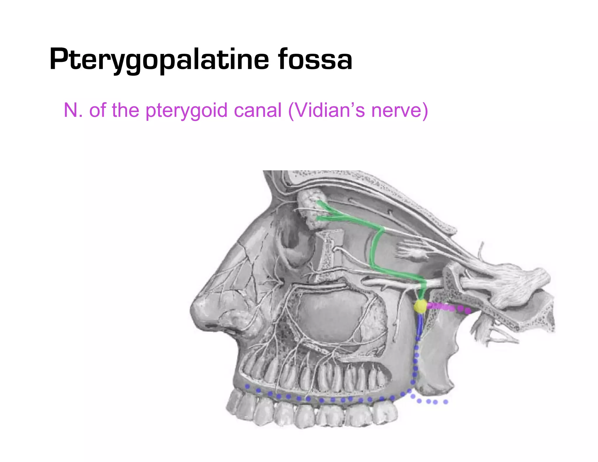 Anatomy of pterygopalatine fossa.ppt.pdf