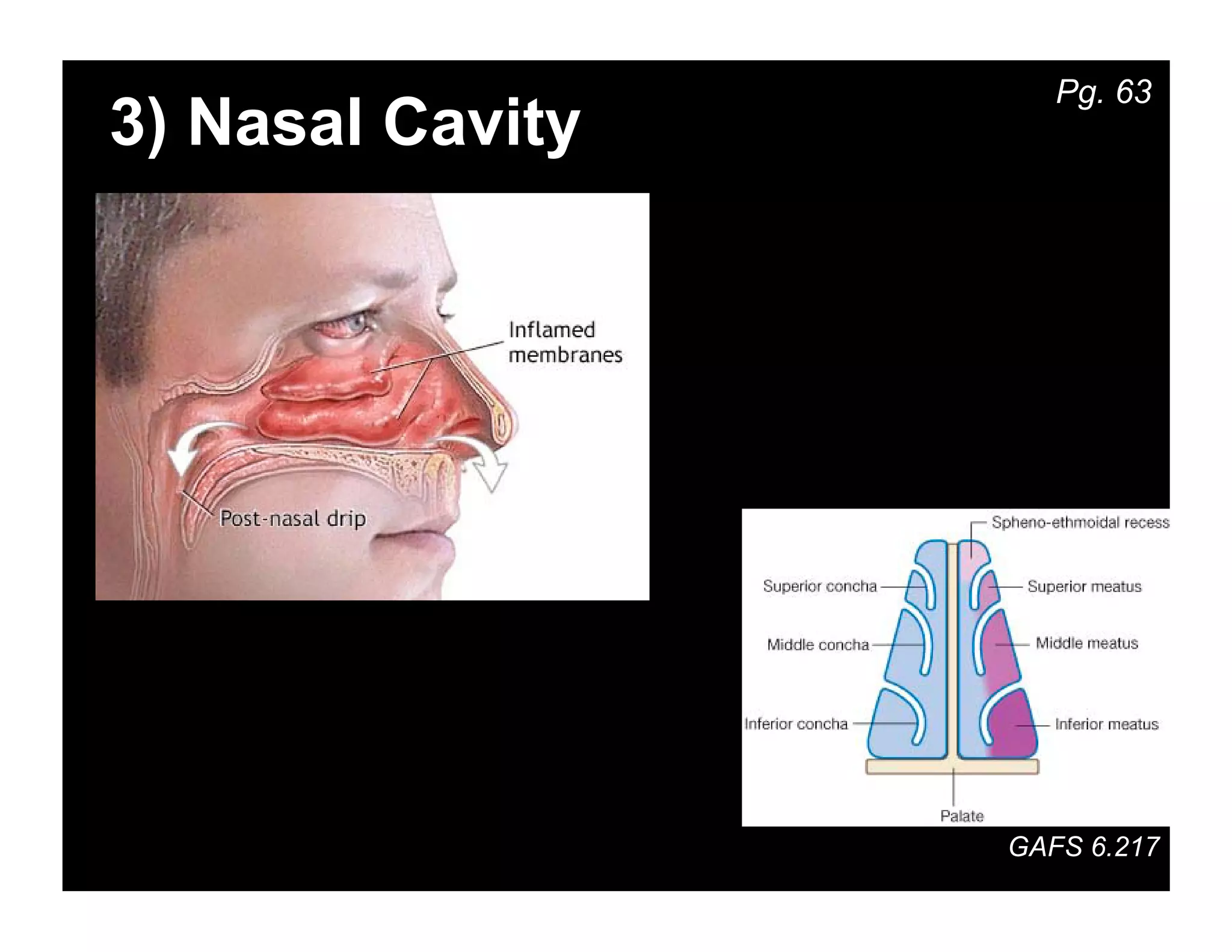 Anatomy of pterygopalatine fossa.ppt.pdf